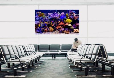 Waiting Room Videos to loop on any TV or PC screen. Public License