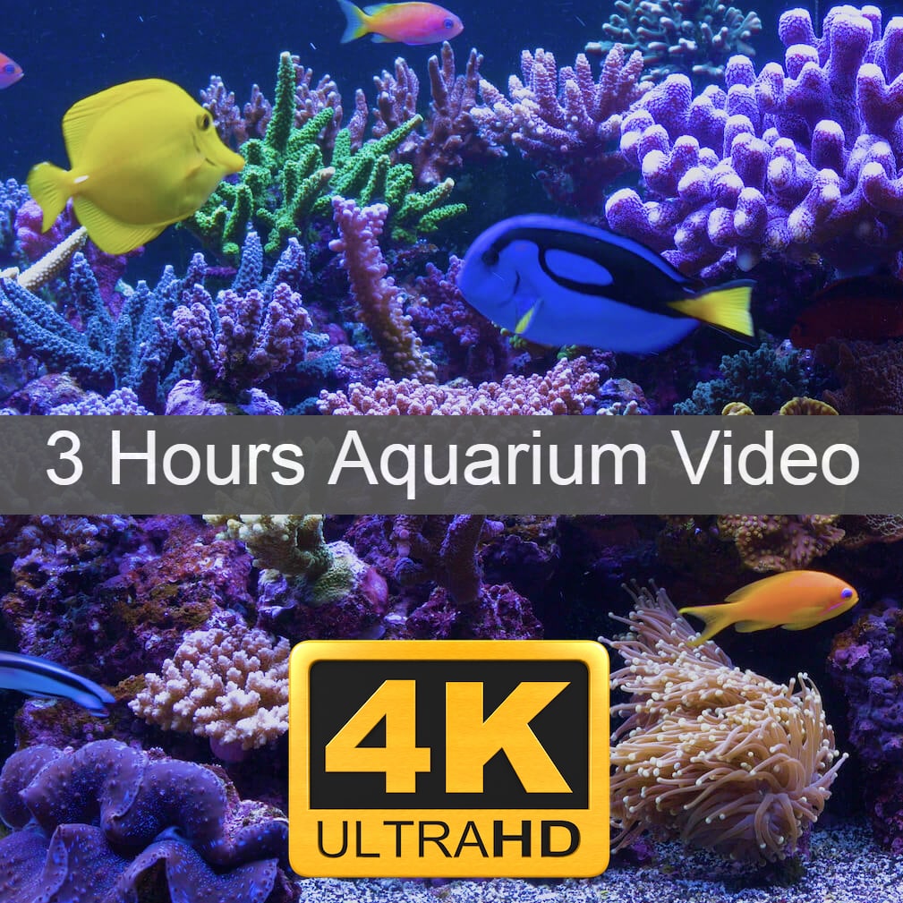 Download 3 Hour 4K Aquarium Video | Uscenes TV Screen Savers